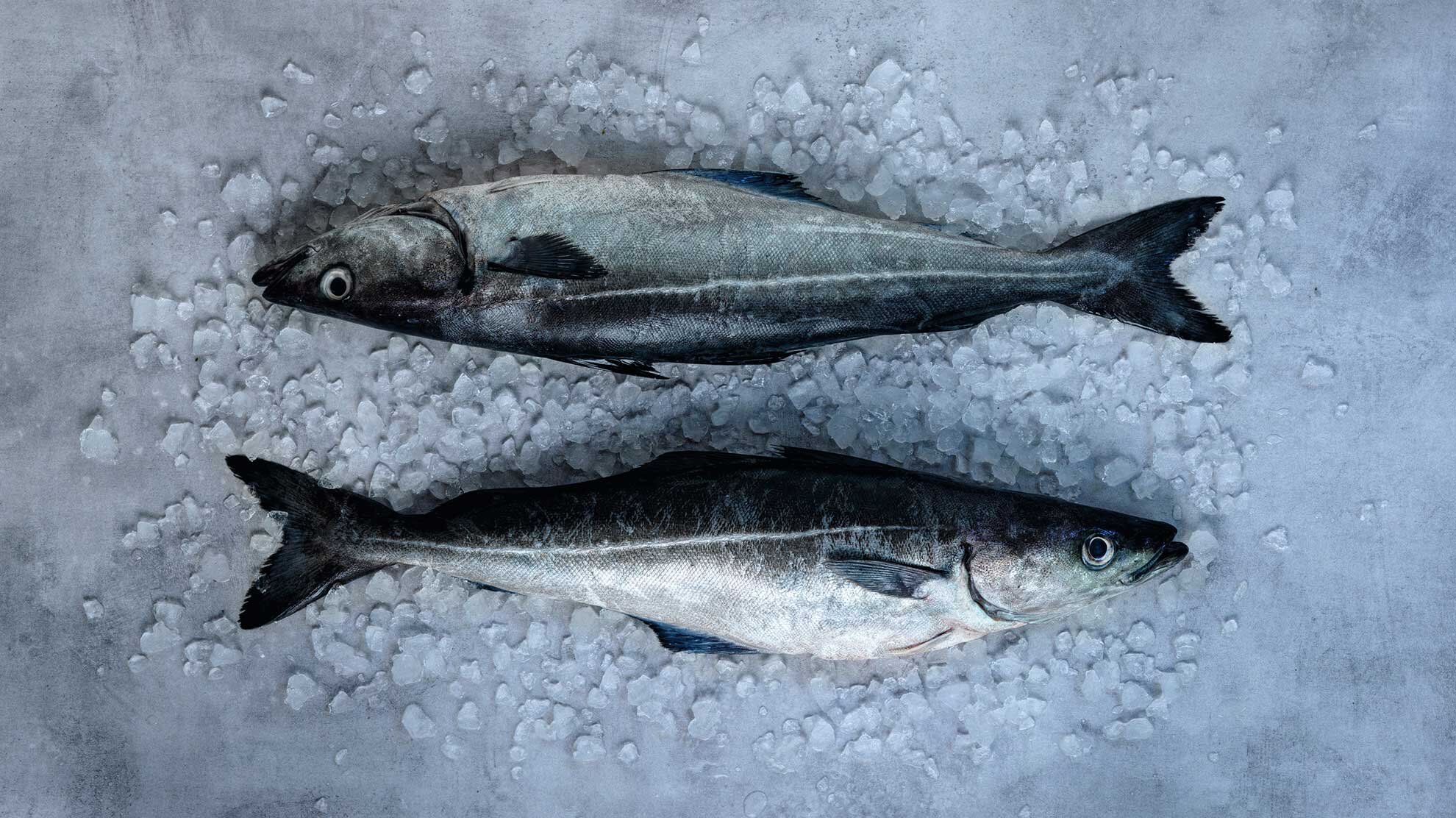 Norwegian saithe | Norwegian Seafood Council